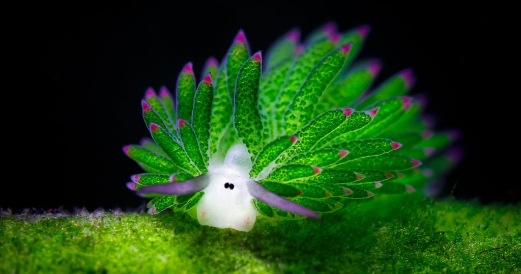 Sea Sheep This Adorable Sea Slug Eats A Lot Algae It Can Photosynthesize
