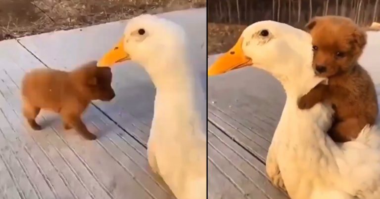 Puppy Meets A Duck For The Very First Time And Takes To It For A ...