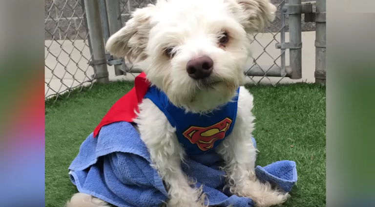Dog given up since he could not use his back legs wants his old family ...