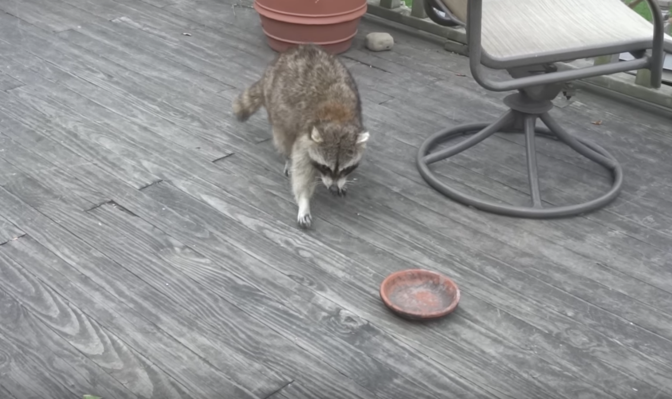 Woman Feeds Blind Raccoon, And Also It Returns Later On With 2 Starving ...