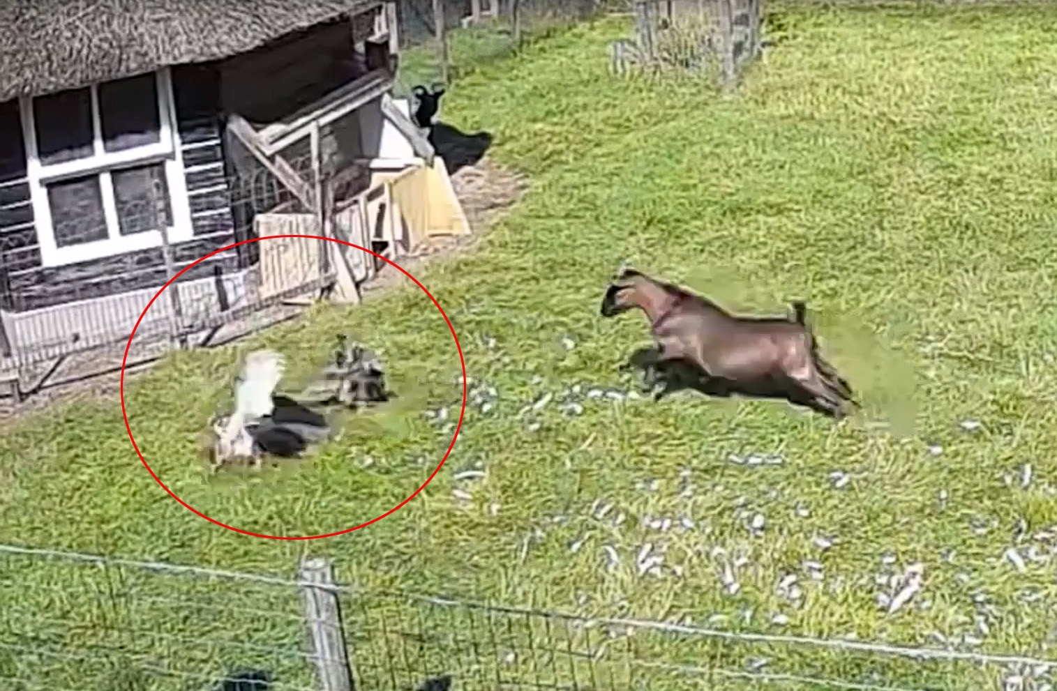 Chicken Is About To Be Attacked By A Hawk When Its Goat Close Friend ...
