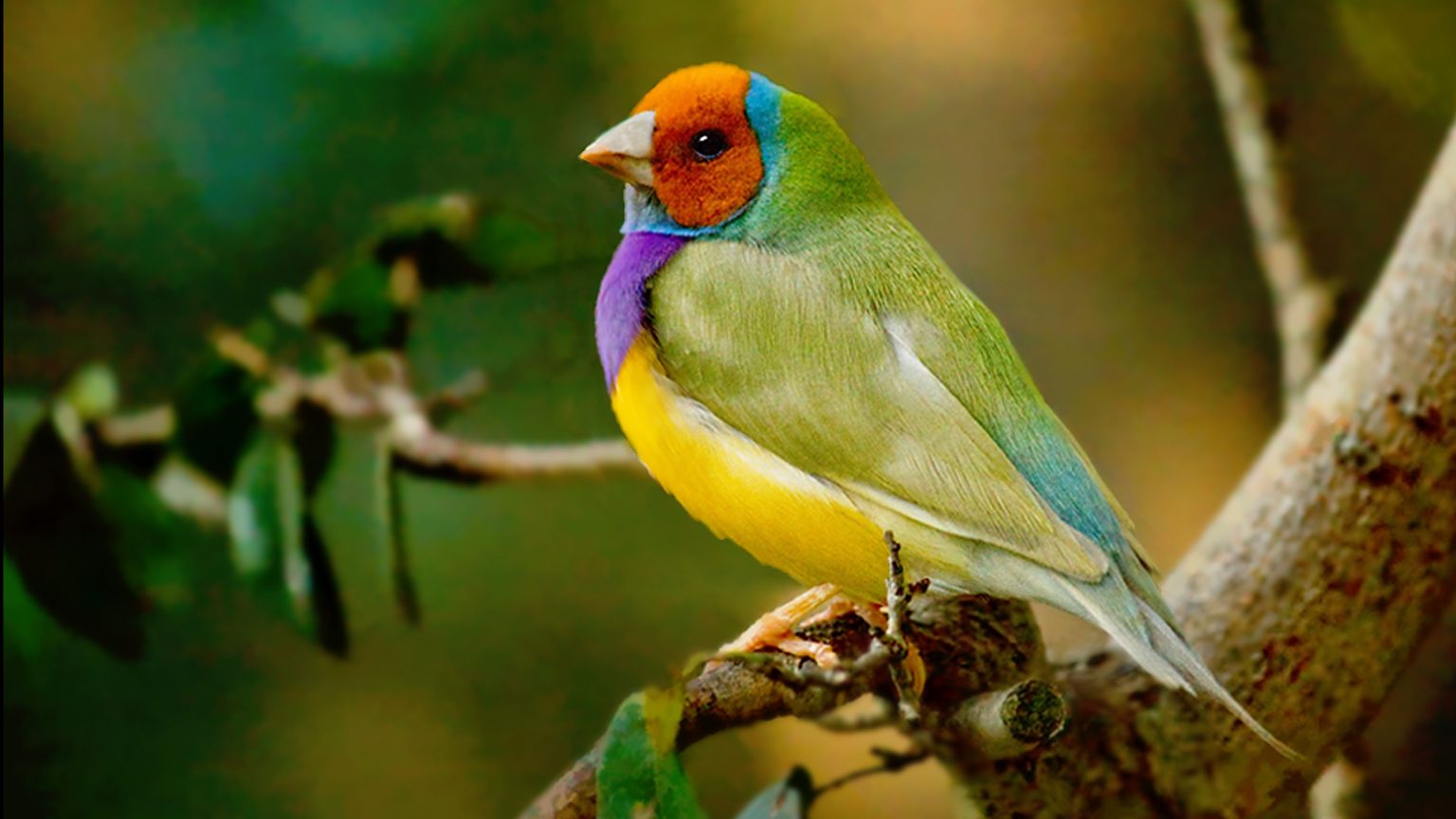 Meet The Rainbow Finch - The Brilliantly Multicoloured Bird (10 Pics).