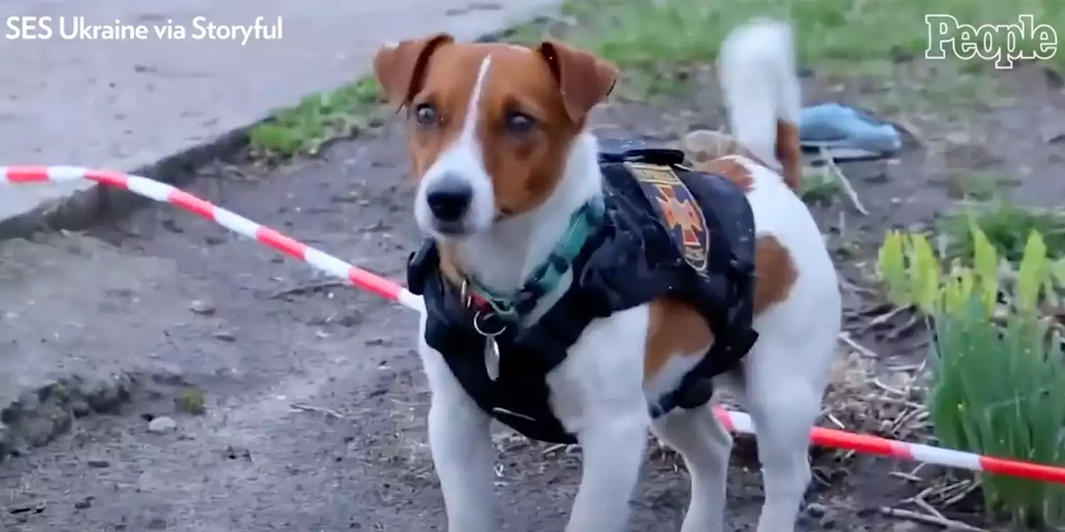 Bomb Sniffing Jack Russell Terrier Called Patron Hailed as a Hero for ...