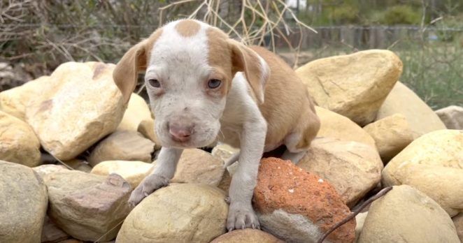 A Little Puppy Sat Shaking On Some Rocks, And They Scooped Him Up