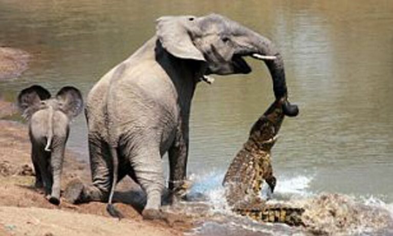 Video : Baby Elephant Saves Its Mother From Fatal Crocodile Attack By ...