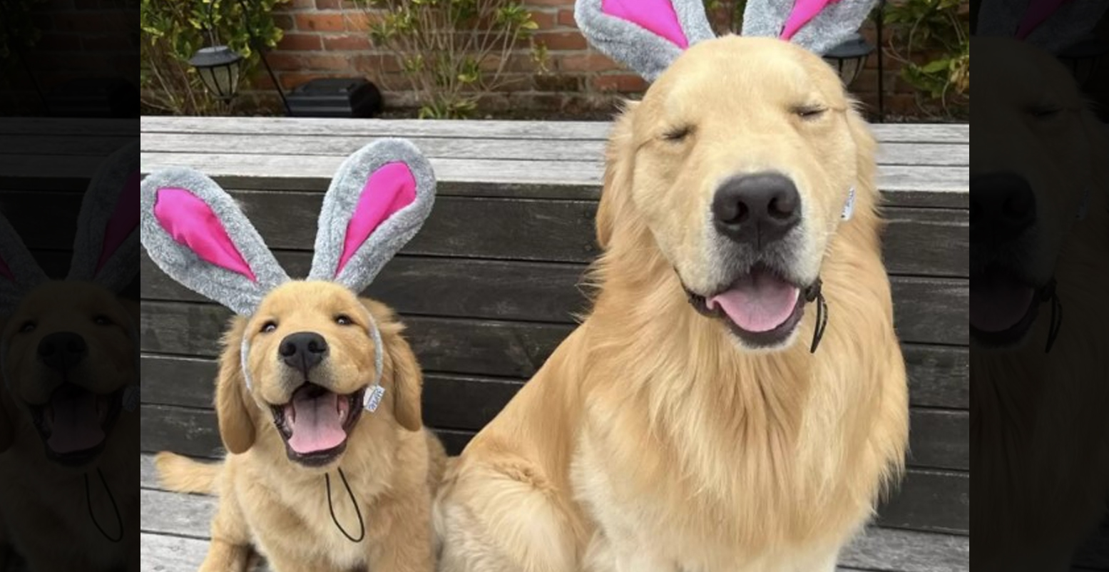 Dog Teaches Little Bro To Swim In The Sea