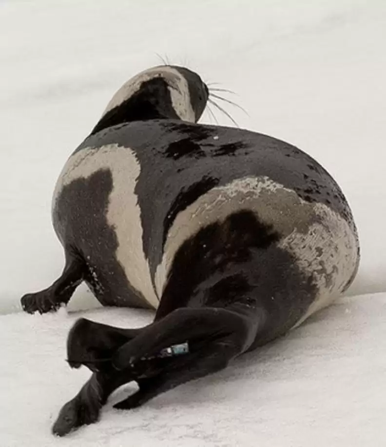 A Rare Seal Shows Its Gorgeous Stripes For The First Time!