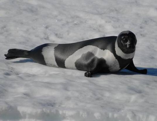 A Rare Seal Shows Its Gorgeous Stripes For The First Time!