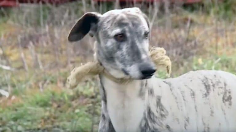 Dog Found With Broken Noose Around Her Neck Feels Love For The First Time