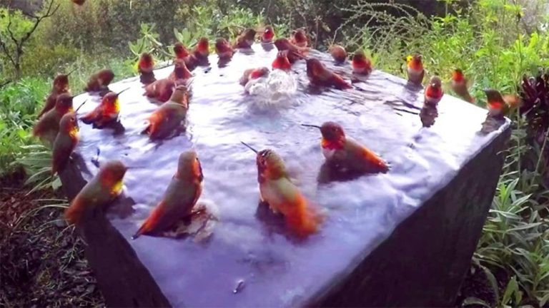 Rare Moment 30 Hummingbirds Collect In A Bird Bath For A Pool Party