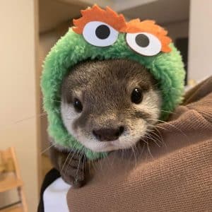 15 adorable photos of baby otters that will instantly brighten your day